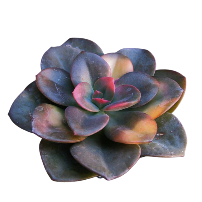 ECHEVERIA CHROMA - DecorGreen Chile Tienda - Outlet de Suculentas y ...