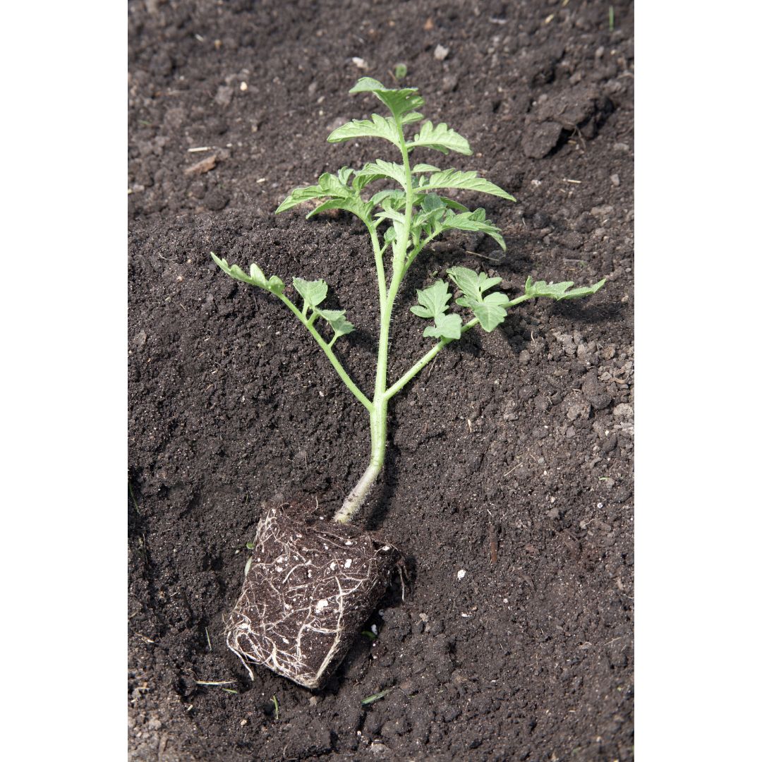 planta de tomate archivos - DecorGreen Chile