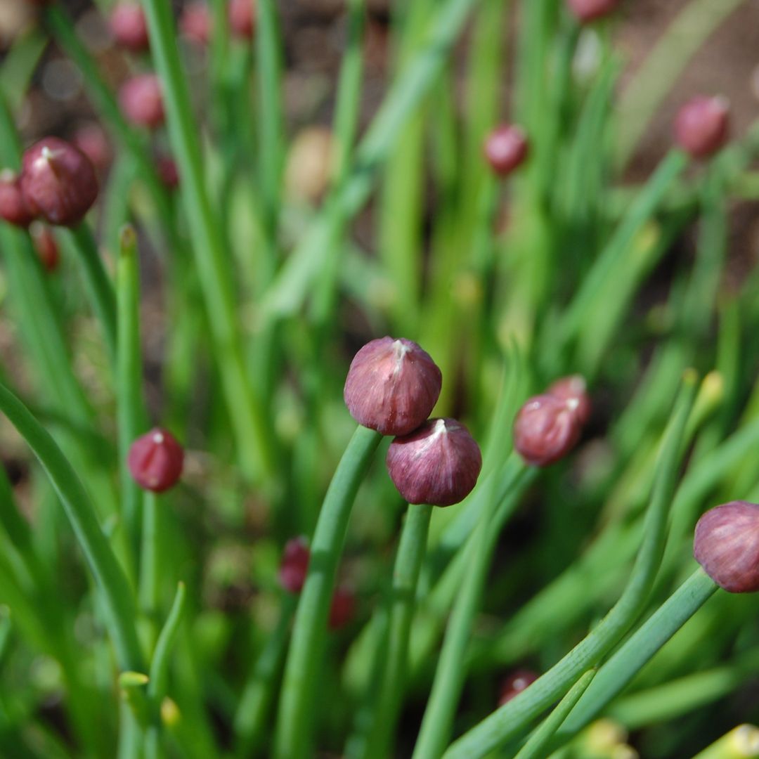 Novedades archivos - Página 3 de 29 - DecorGreen Chile Tienda - Outlet ...