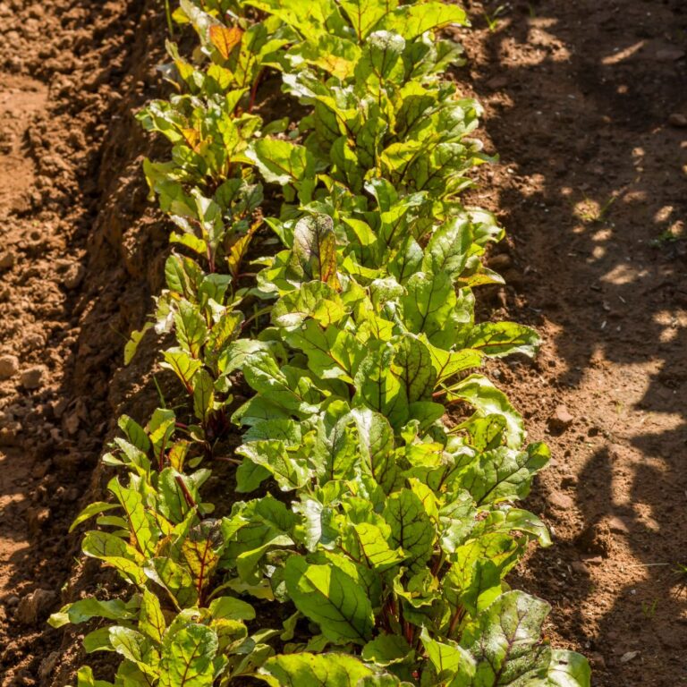 PLANTA DE BETARRAGA EN MACETA DE TURBA VEGETAL - DecorGreen Chile ...