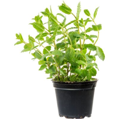 PLANTA MENTA - DecorGreen Chile Tienda - Outlet de Suculentas y Regalos ...