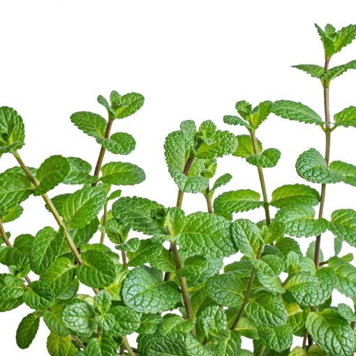 PLANTA MENTA - DecorGreen Chile Tienda - Outlet de Suculentas y Regalos ...