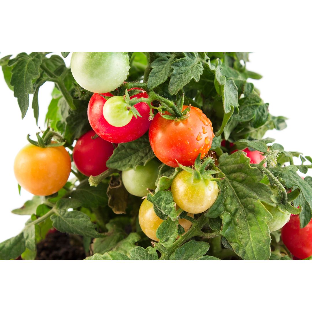 Novedades archivos - Página 3 de 20 - DecorGreen Chile