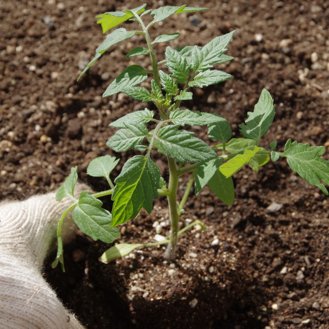 Novedades archivos - Página 3 de 20 - DecorGreen Chile