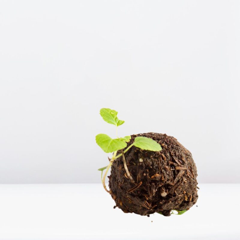 BOMBA DE SEMILLAS MIX DE FLORES - DecorGreen Chile Tienda - Outlet de ...