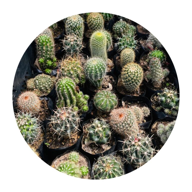 SET CÁCTUS ENTRETENIDOS + BOLSO ECOLÓGICO - DecorGreen Chile Tienda ...
