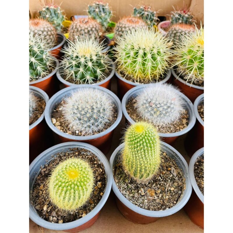 BOX DE 25 CACTUS PREMIUM MEDIANOS - DecorGreen Chile Tienda - Outlet de ...