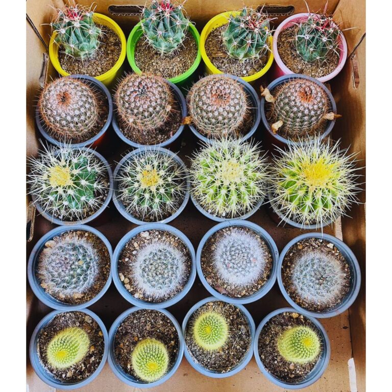 BOX DE 25 CACTUS PREMIUM MEDIANOS - DecorGreen Chile Tienda - Outlet de ...