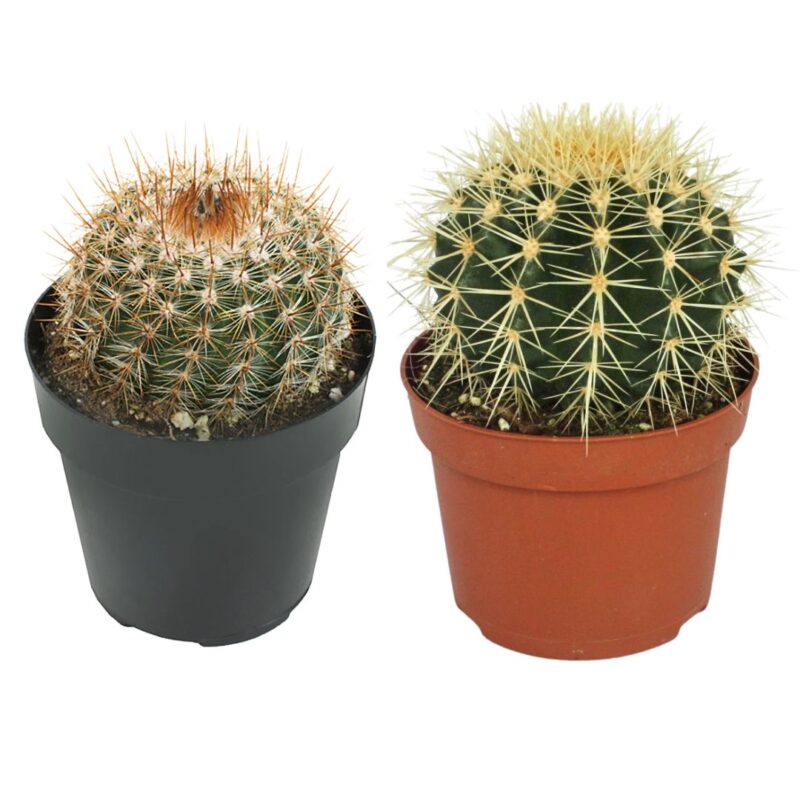 DÚO DE CÁCTUS «ESPECIAL OFICINAS» - DecorGreen Chile Tienda - Outlet de ...