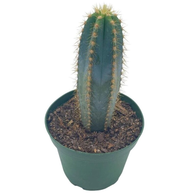 CÁCTUS COLUMNAR AZUL ALTO - DecorGreen Chile Tienda - Outlet de ...