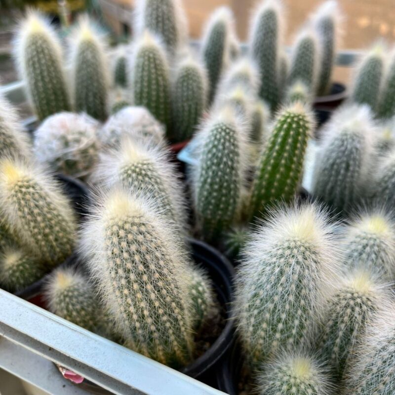 CACTUS COLA DE MONO «CLEISTOCACTUS COLADEMONONIS EDICIÓN VERANO ...
