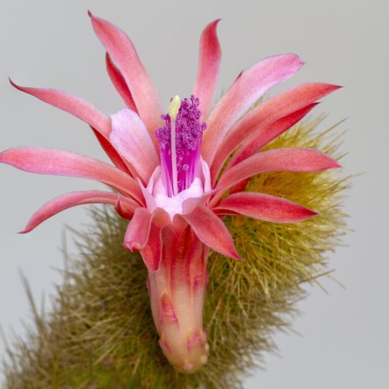 CACTUS COLA DE MONO «CLEISTOCACTUS COLADEMONONIS EDICIÓN PRIMAVERA ...