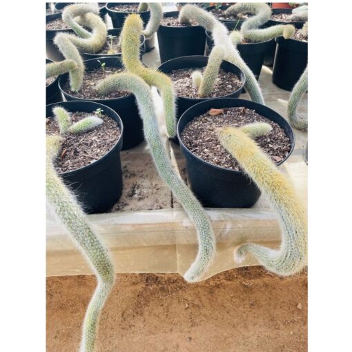 CACTUS COLA DE MONO «CLEISTOCACTUS COLADEMONONIS EDICIÓN PRIMAVERA ...