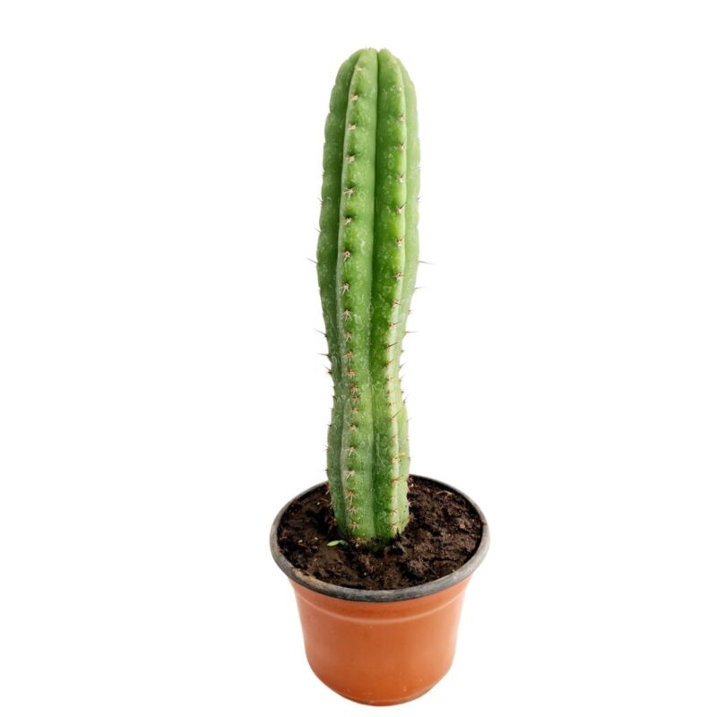 CACTUS SAN PEDRO "EDICIÓN ESPECIAL" - DecorGreen Chile Tienda - Outlet ...