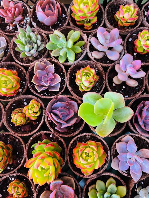 MINI SUCULENTAS ESPECIAL REGALOS CORPORATIVOS - DecorGreen Chile Tienda ...