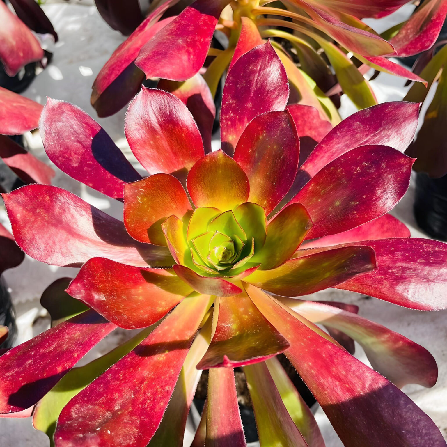 AEONIUM ARBOREUM - DecorGreen Chile Tienda - Outlet de Suculentas y ...
