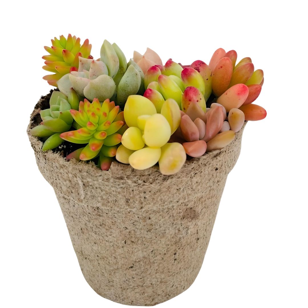 Mini Plantas De Chile Plantas De Interior Y Exterior A Domicilio,