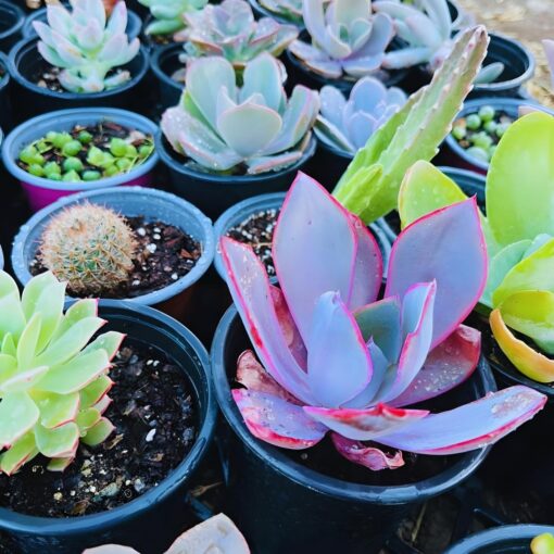 42 PLANTAS SUCULENTAS MEDIANAS "ENTRE CACTUS Y ECHEVERIAS DE COLECCIÓN" - DecorGreen Chile ...